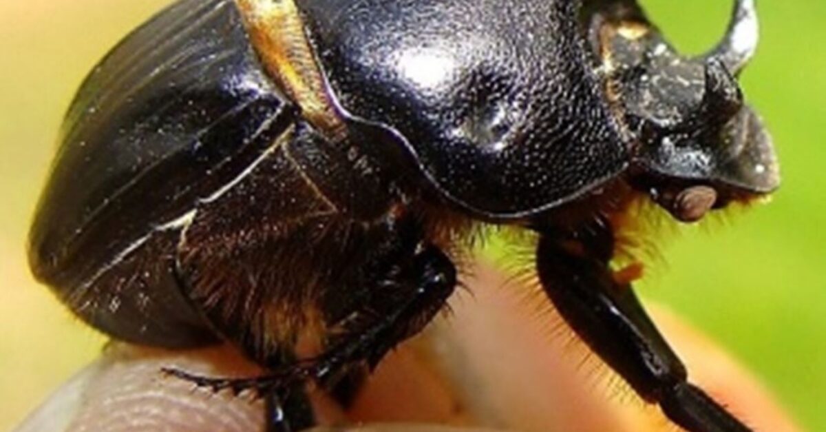 Dung Beetles on a roll – Southern Farming Systems
