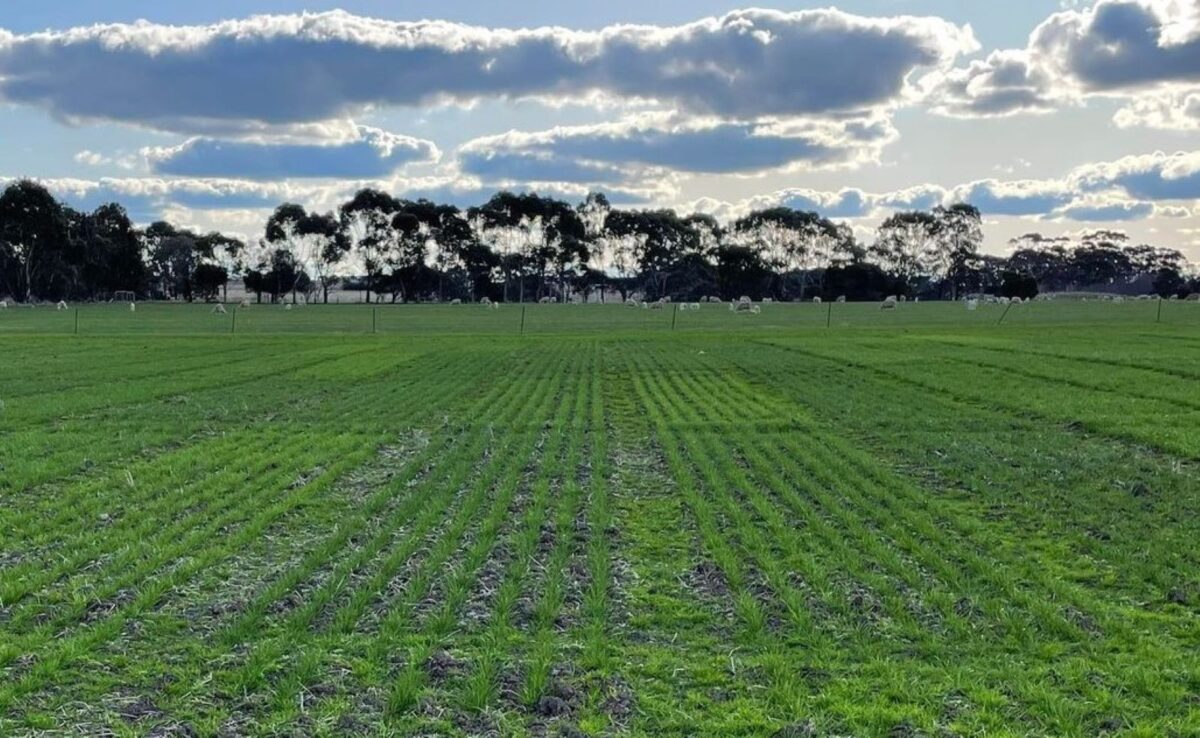 SFS Long-term Pasture Variety Trials